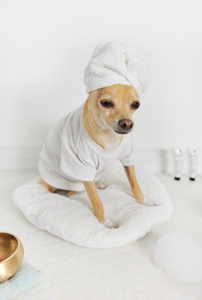 Dogfluencer Boobie Billie's Top 12 Self-Care Stocking Stuffers