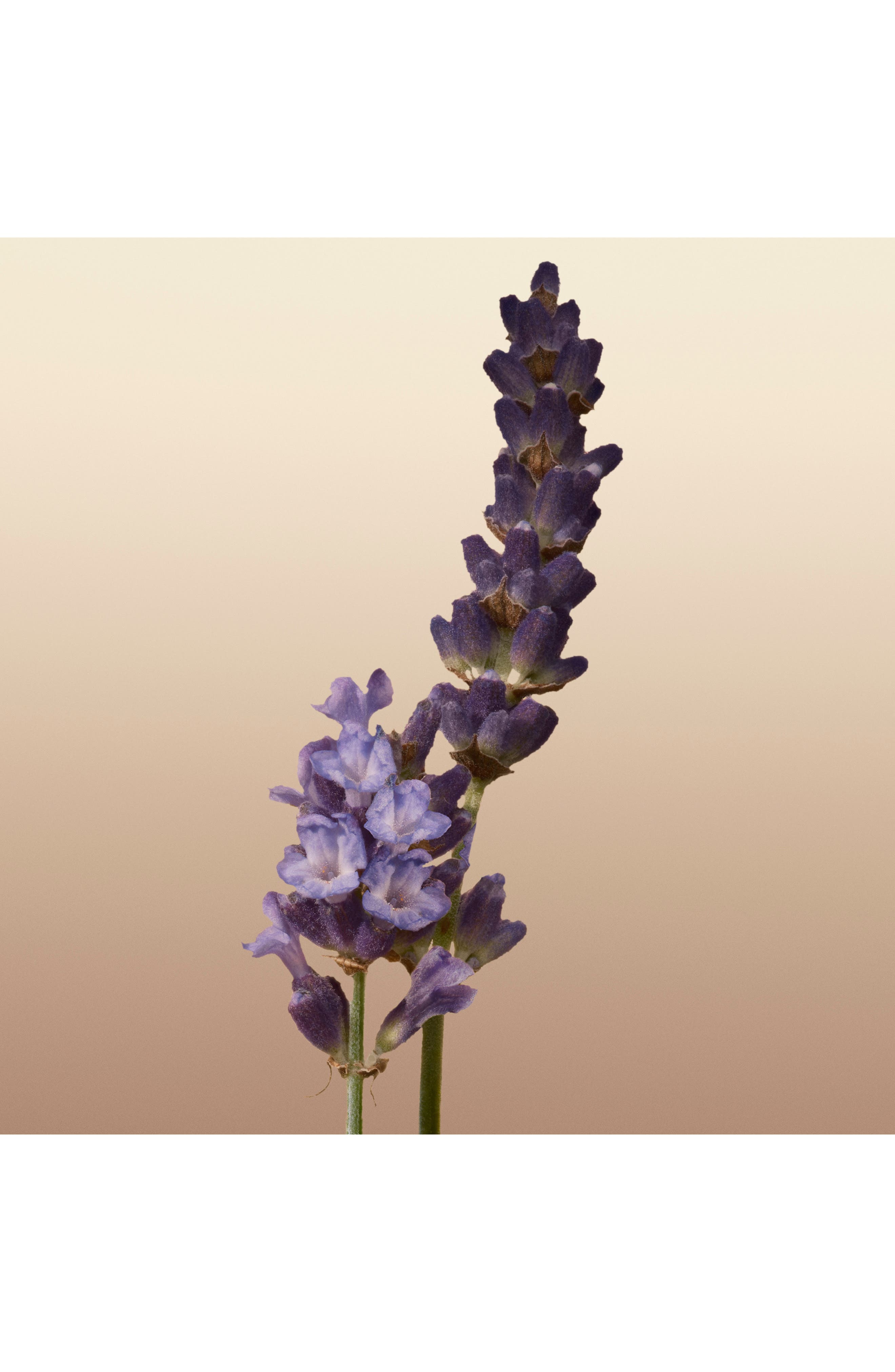 Burberry 'Burberry Goddess Body Lotion | Nordstrom