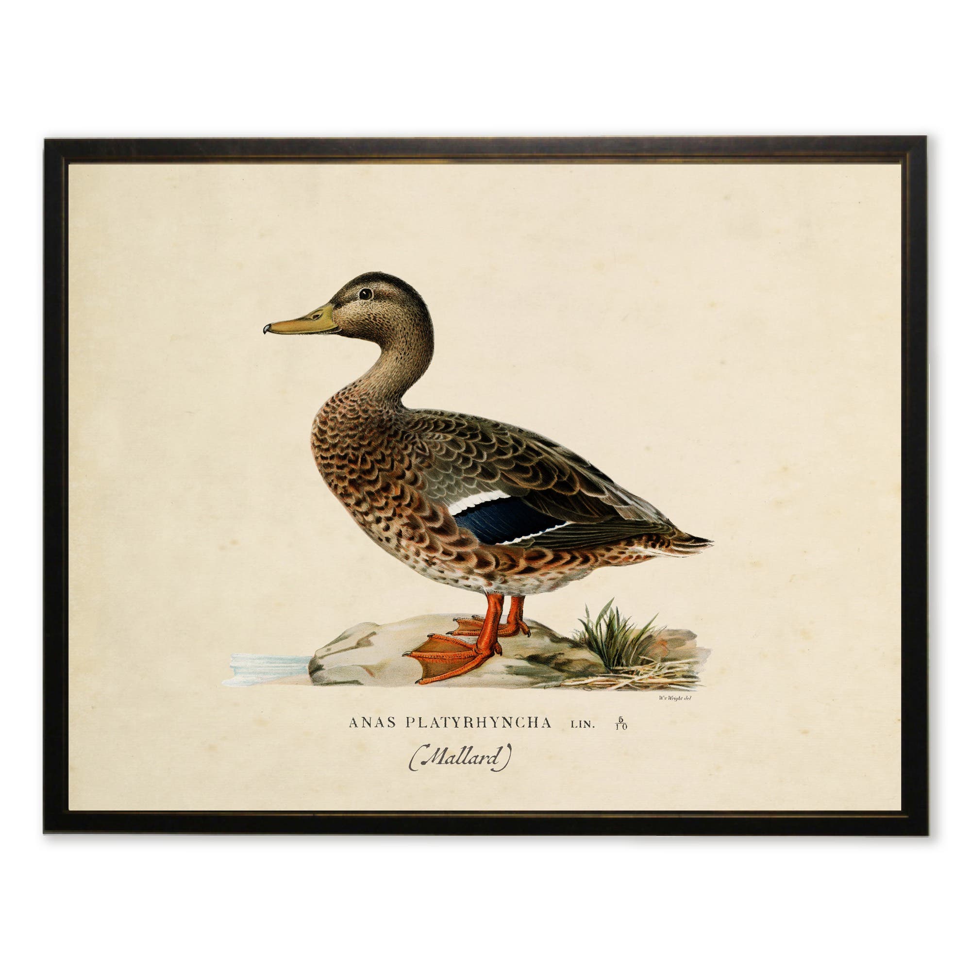 Antique Curiosities Mallard Print in Copper and Black Frame | Nordstrom