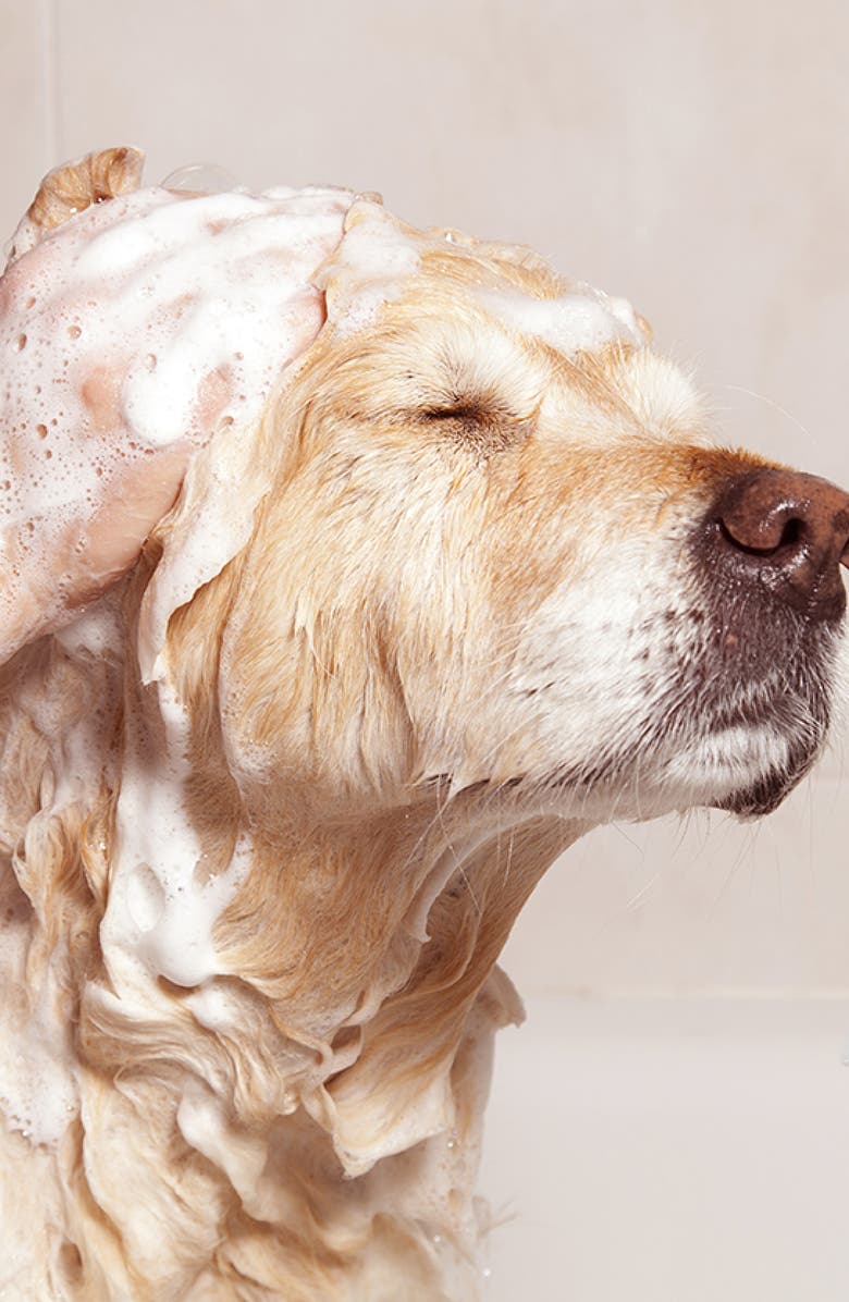 PRIDE+GROOM The Shedder Dog Shampoo | Nordstrom
