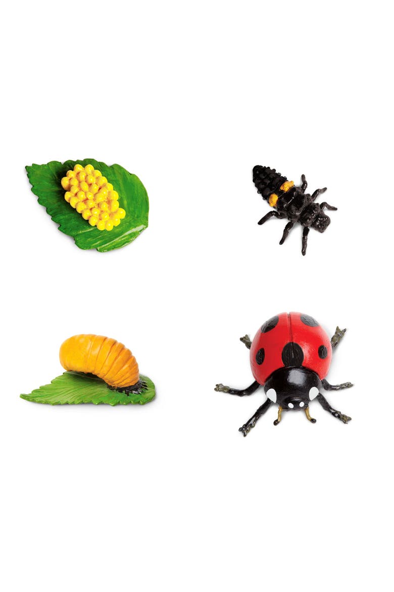 Life Cycle Of A Ladybug | Nordstrom