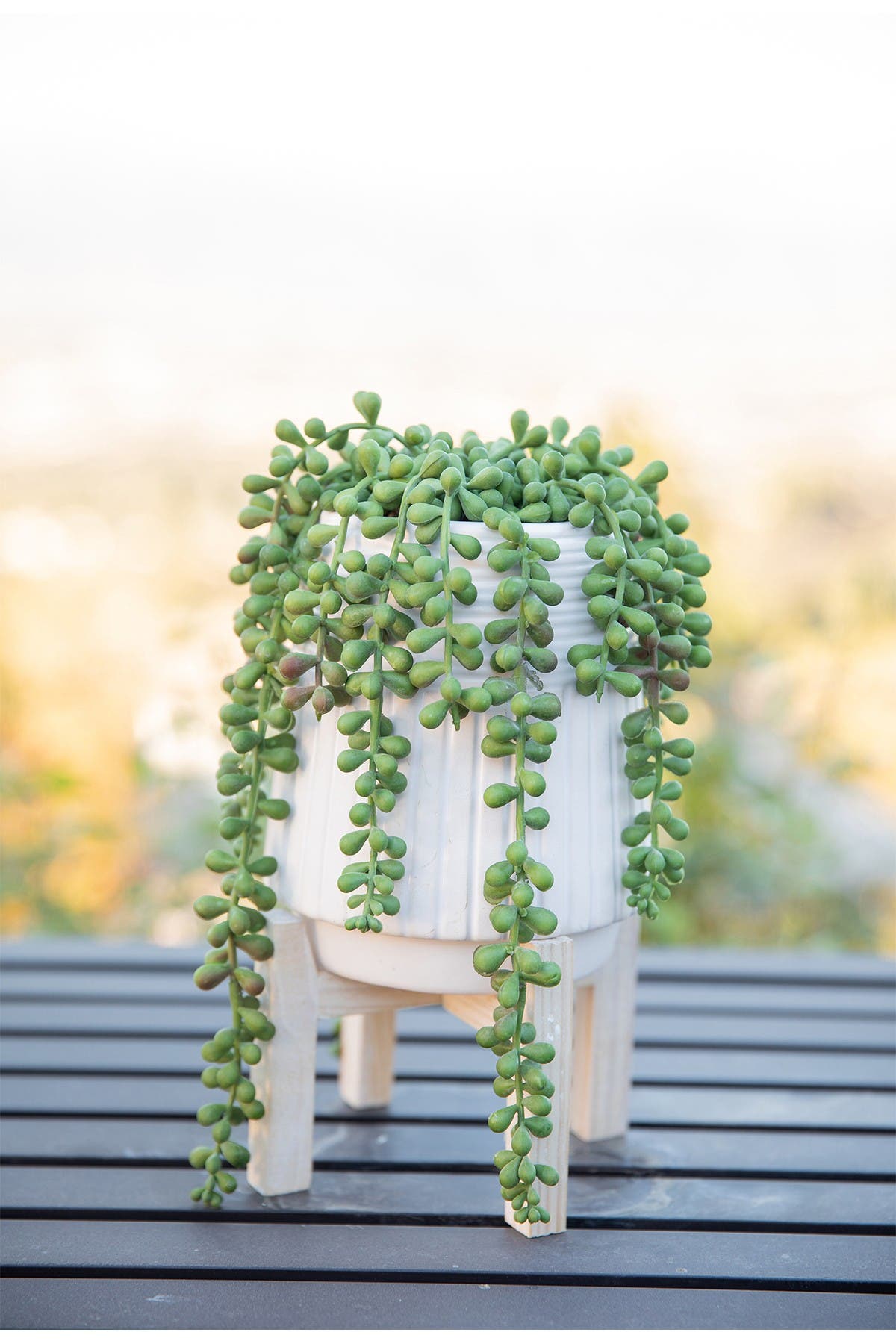 FLORA BUNDA String of Pearls Donkey Tail Ceramic Pot with Wood Stand ...