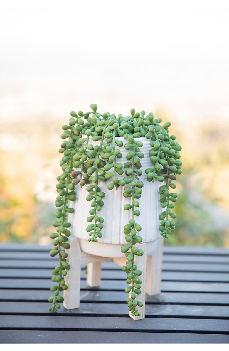 FLORA BUNDA String of Pearls Donkey Tail Ceramic Pot with Wood Stand ...