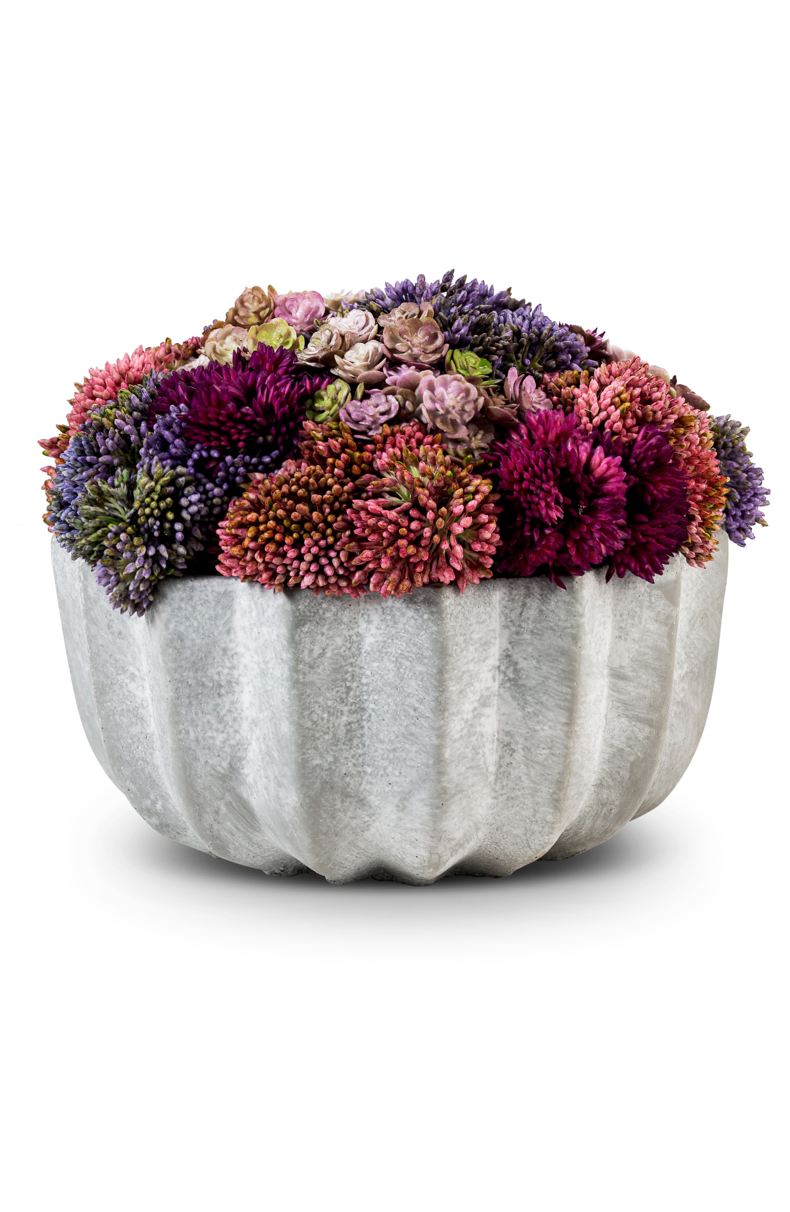 CocoBella Allison Ceramic Sedum Arrangement | Nordstrom