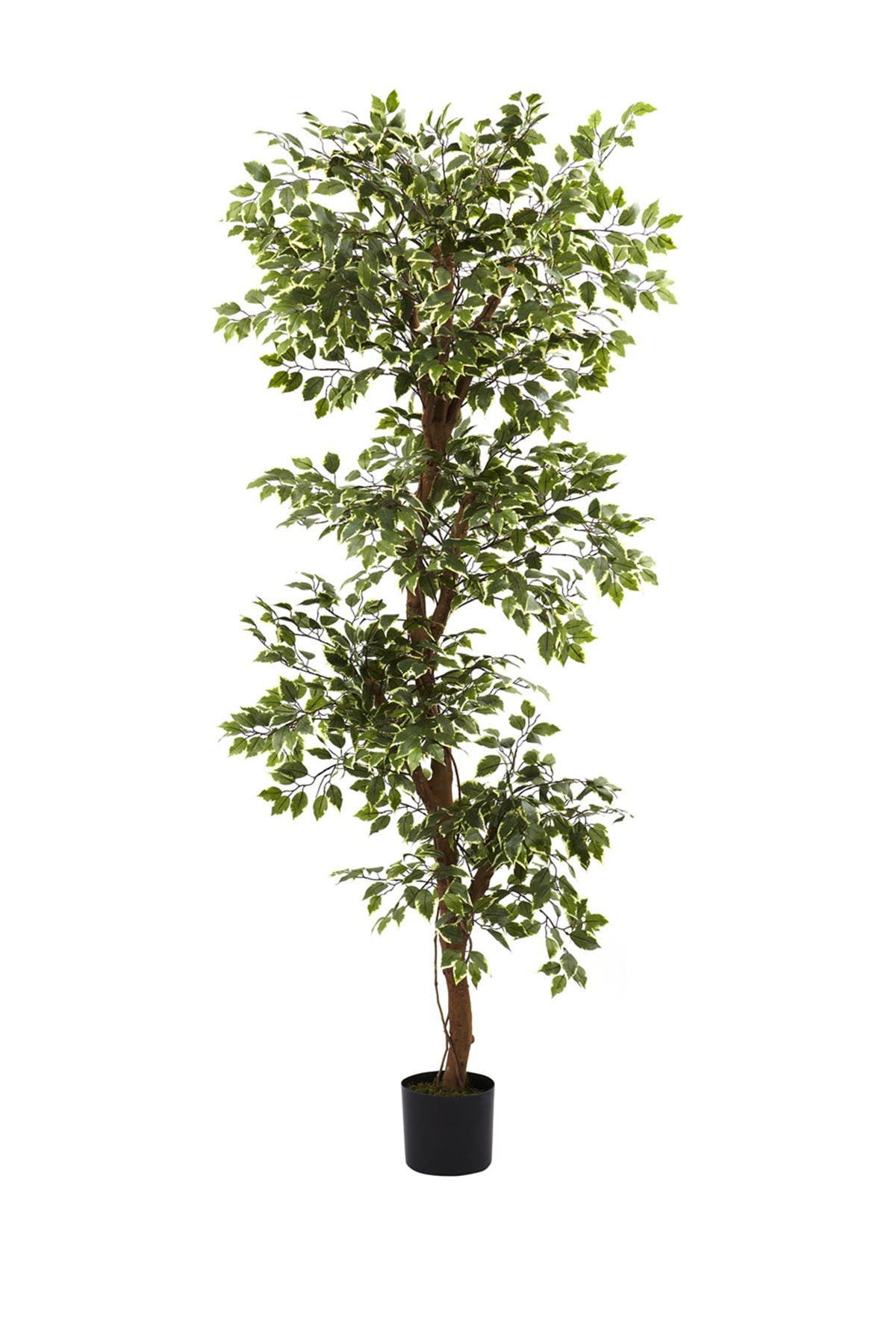 NEARLY NATURAL 6ft. Variegated Ficus Tree | Nordstromrack