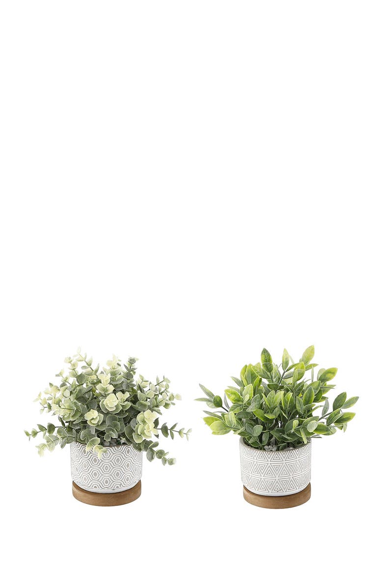 FLORA BUNDA Eucalyptus & Tea Leaf in 3.75" Cement + Wood Base Pot, Set ...