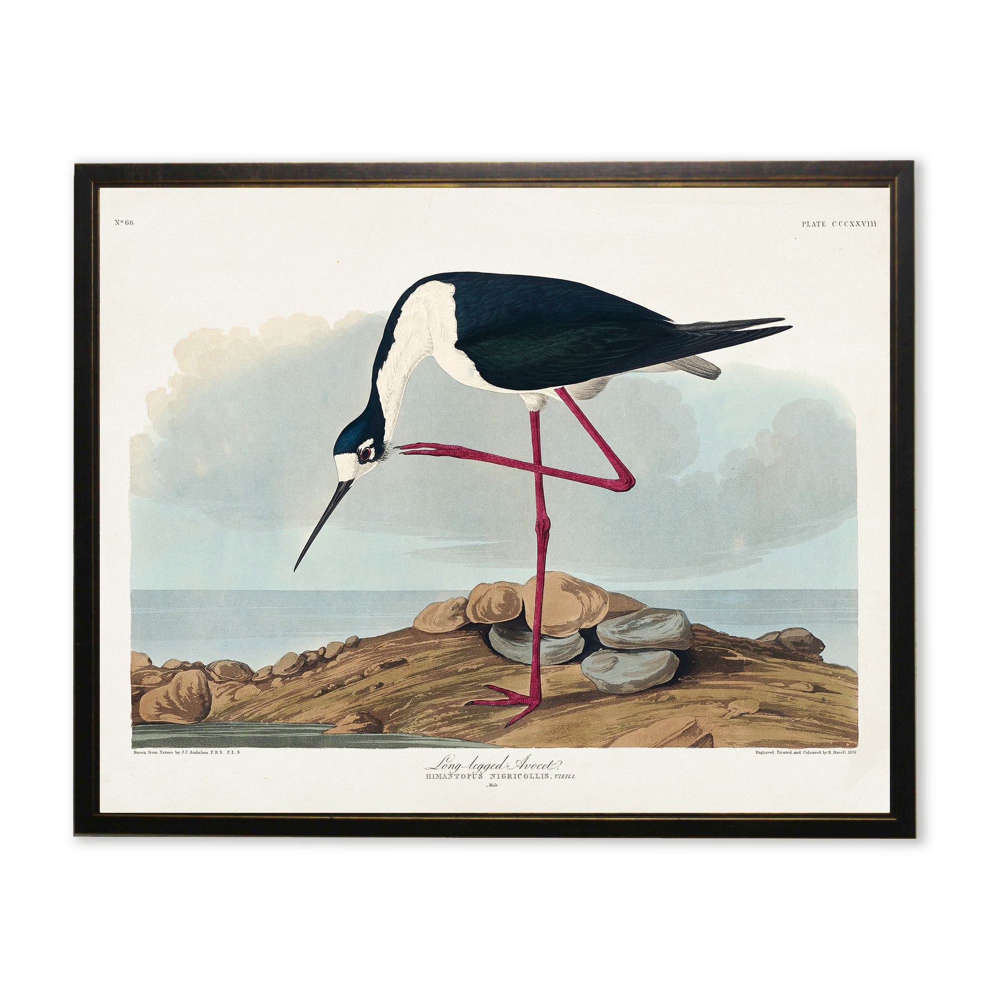 Antique Curiosities Long-Legged Avocet in Black and Copper Frame ...
