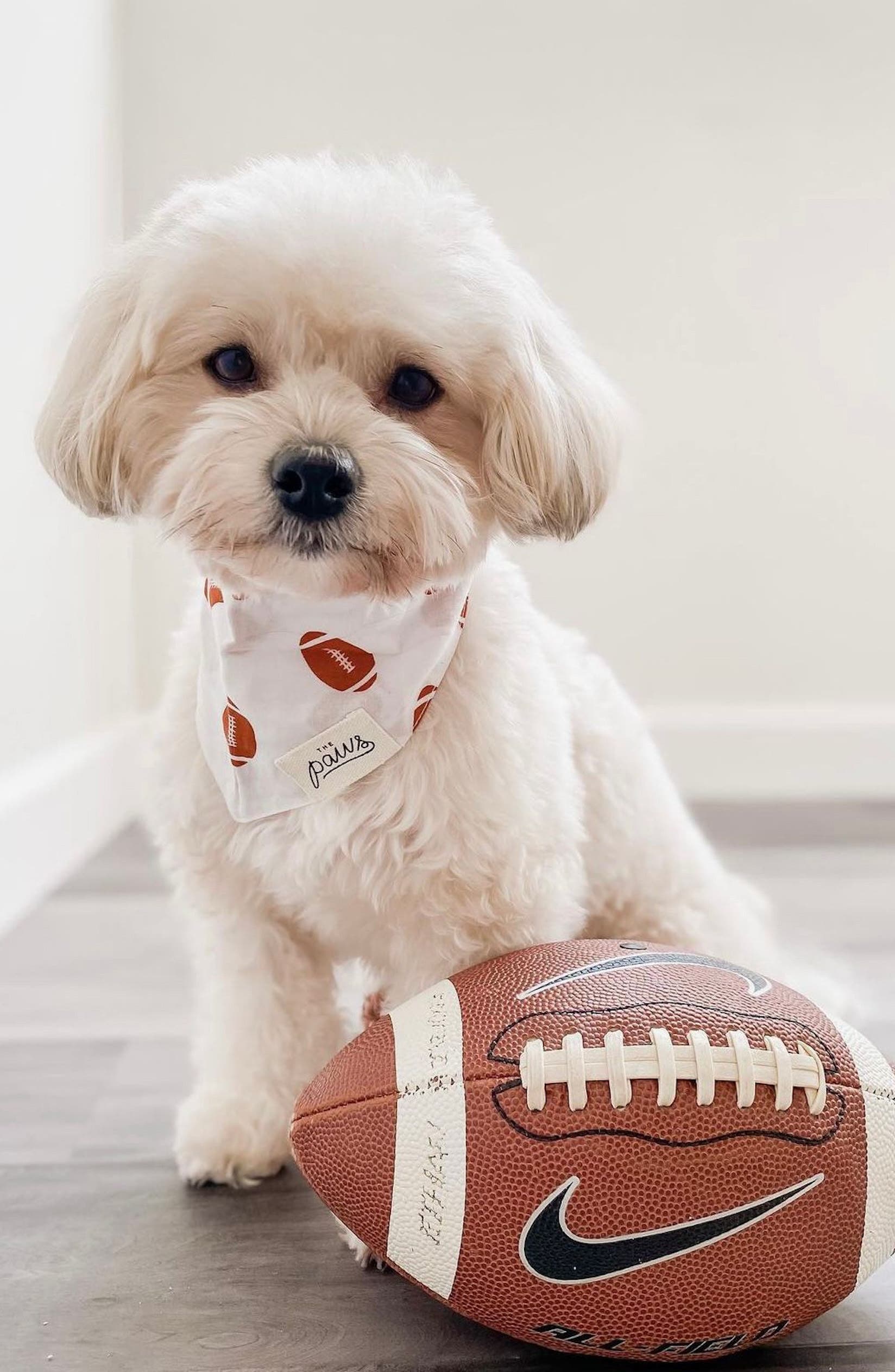 The Paws Quarterback Dog Bandana | Nordstrom