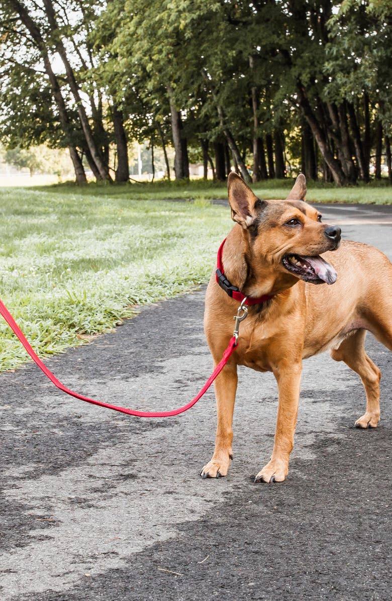 PET LIFE Adjustable Mesh Collar With Leash | Nordstromrack