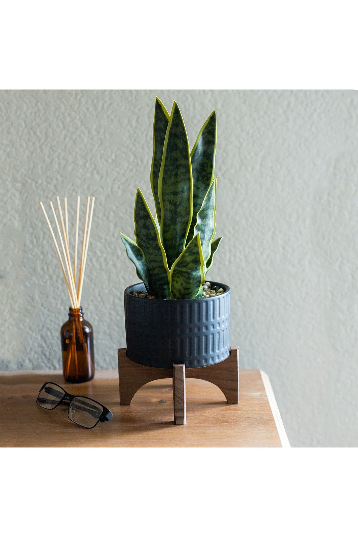 FLORA BUNDA Snake Plant Romam Ceramic Planter on Stand | Nordstromrack