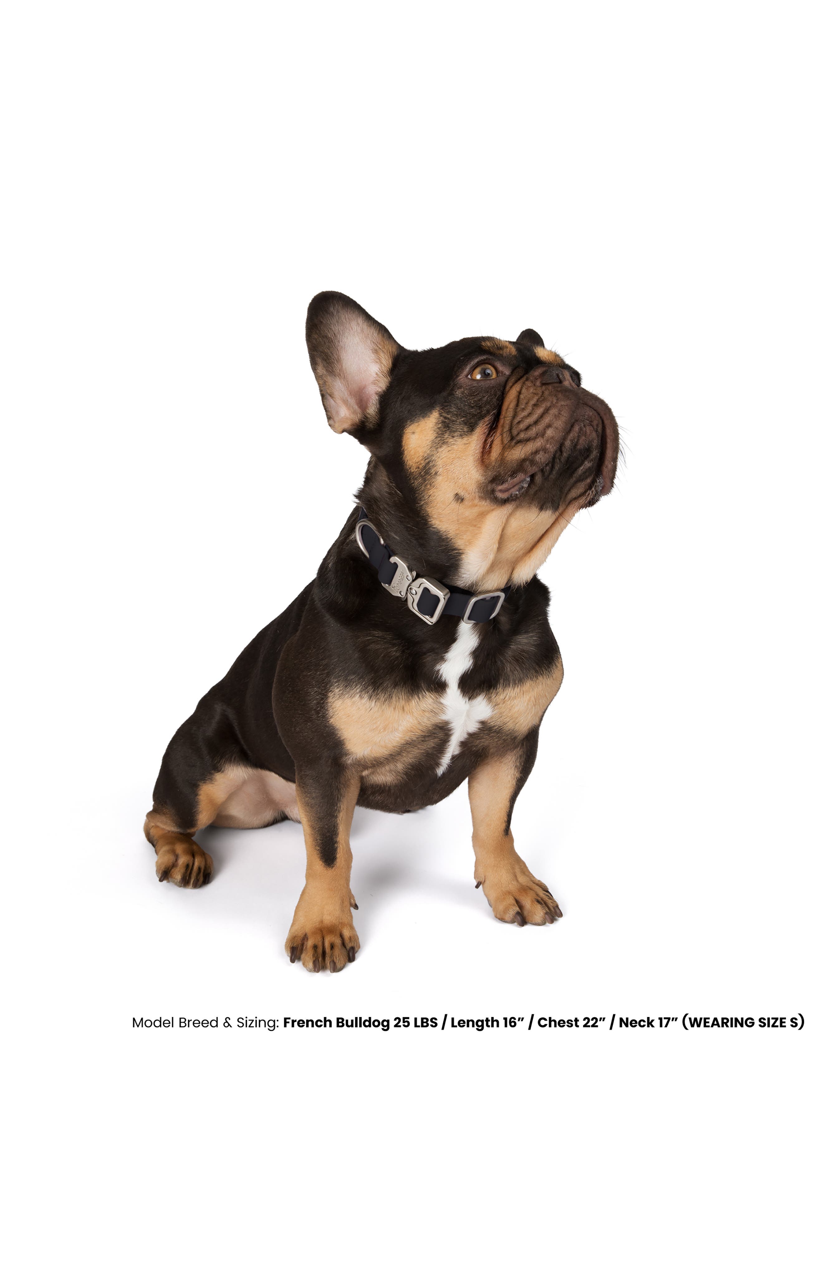 Nandog Pet Gear Waterproof Poly-Flex Sport Dog Collar | Nordstrom