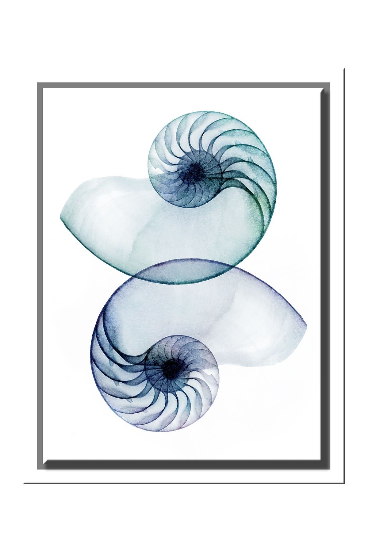 PTM IMAGES Ghost Shells Canvas with Floater Frame | Nordstromrack