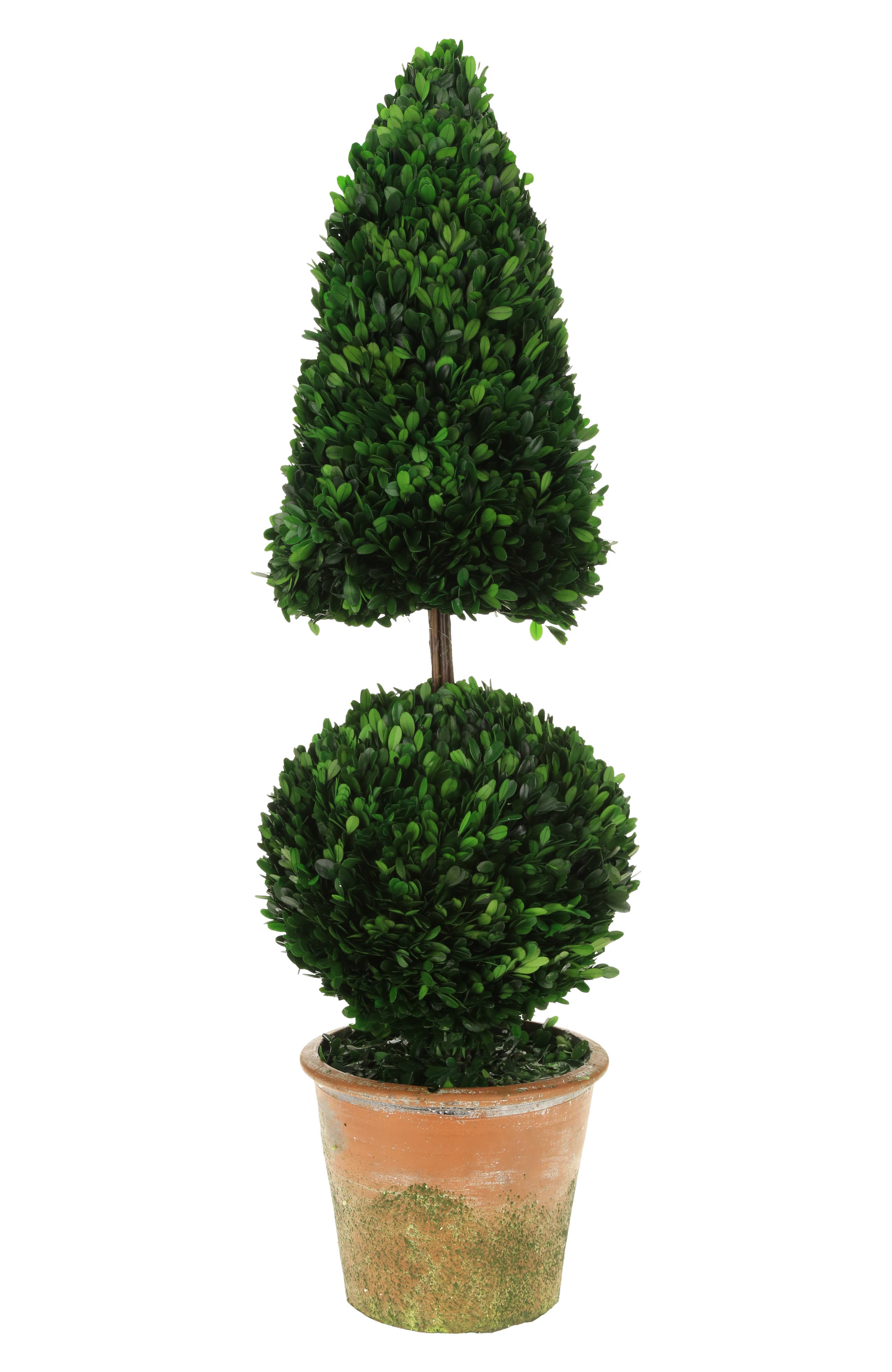 Mark Roberts Boxwood Topiary Cone and Ball | Nordstrom