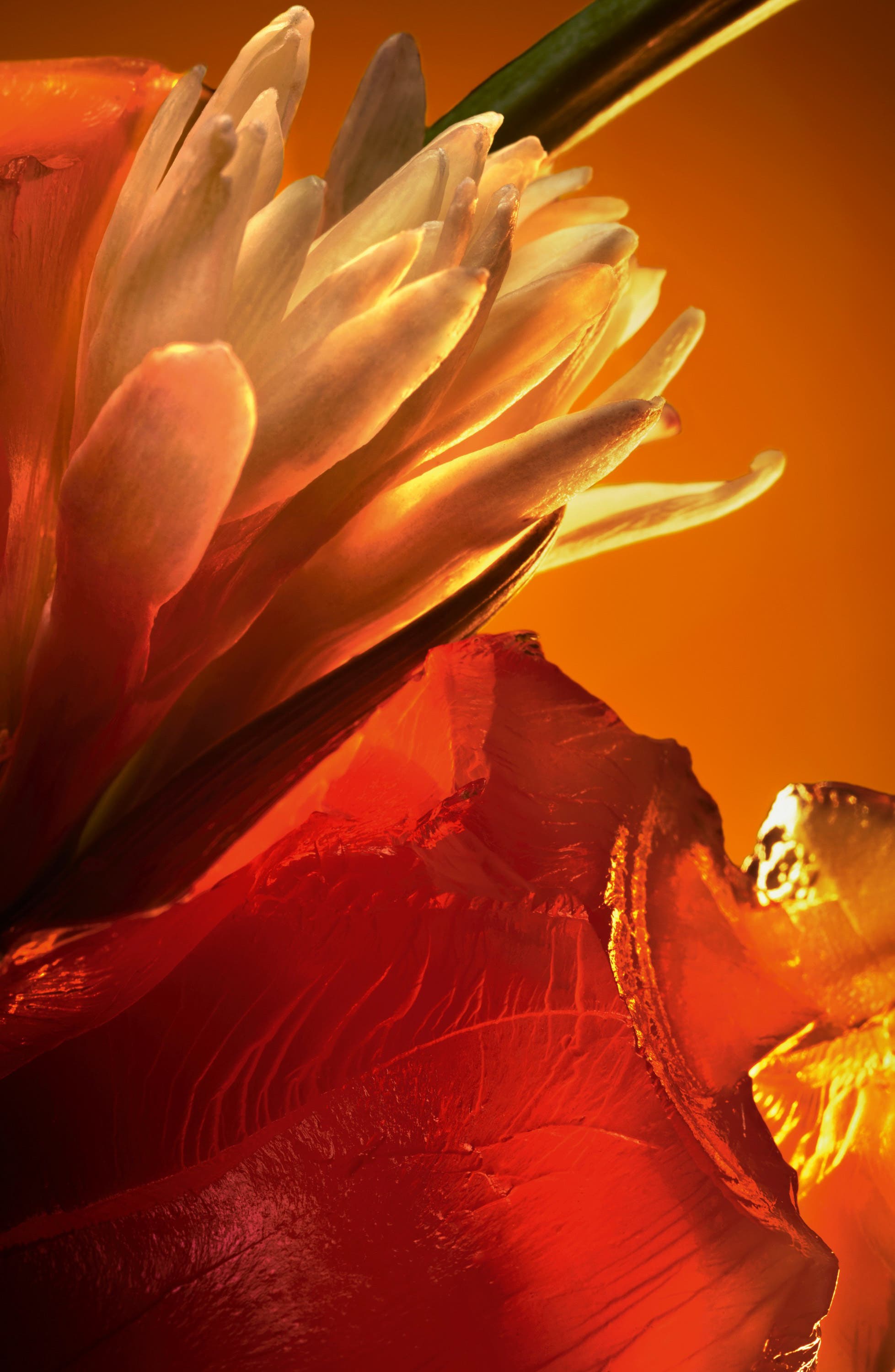 Ambre Fétiche Eau de Parfum (Women) | Nordstrom