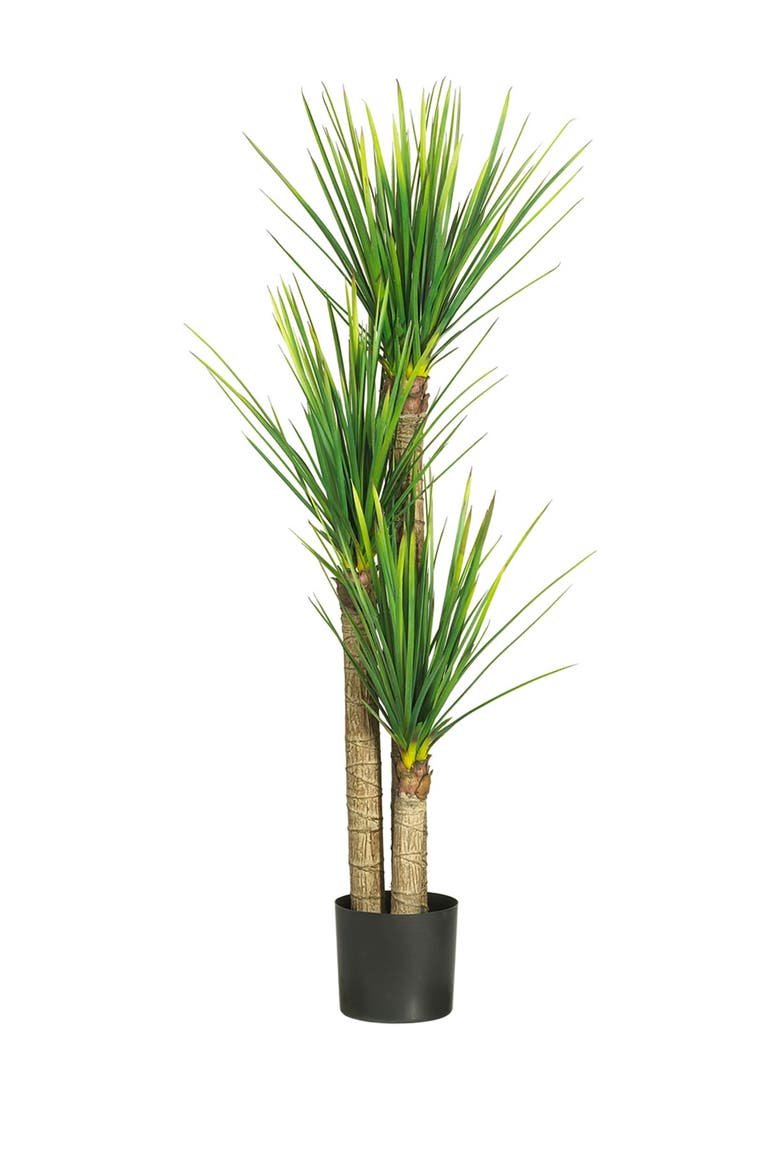 58.5in. Yucca Silk Tree | Nordstromrack