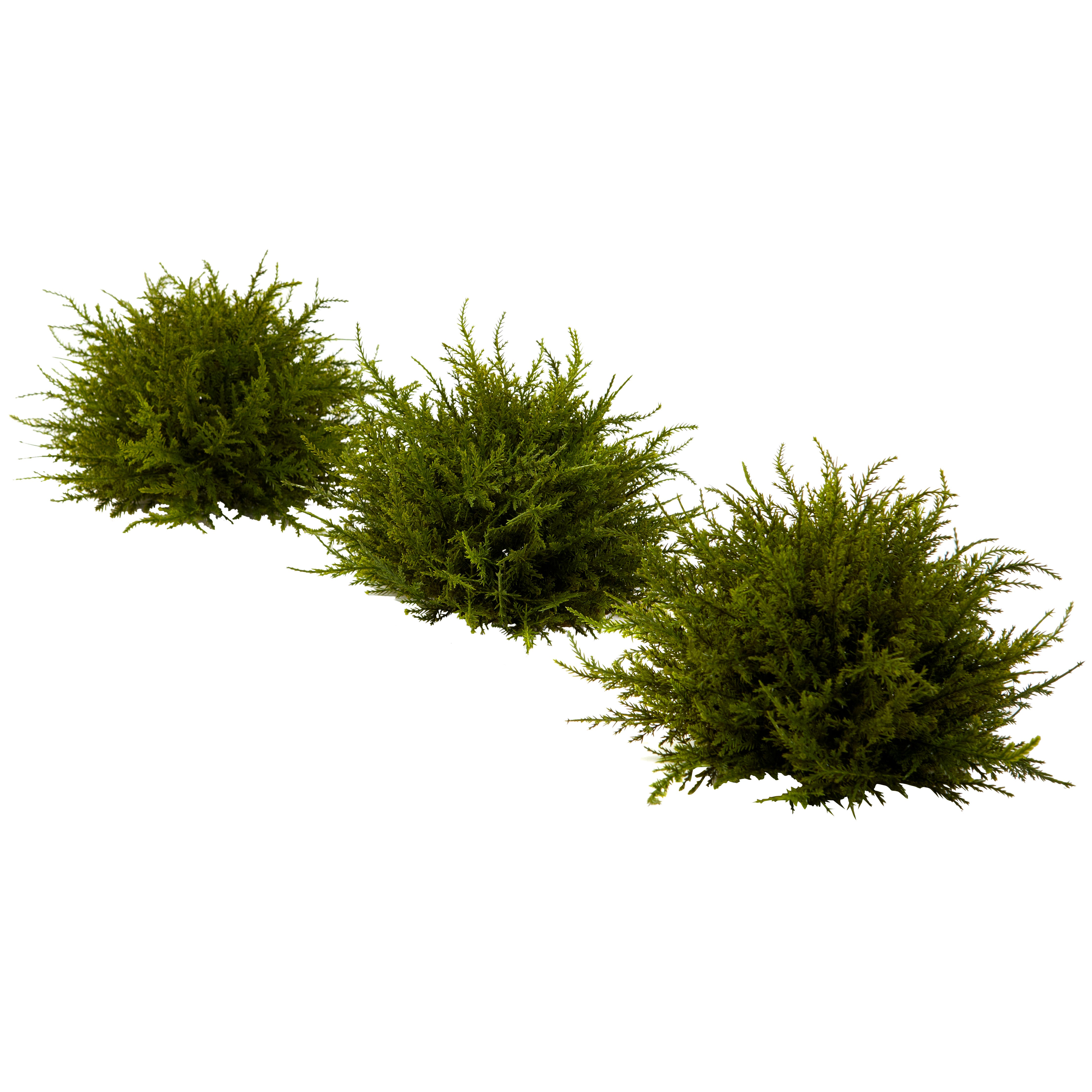 NEARLY NATURAL 7.5-in Cedar Balls | Nordstrom