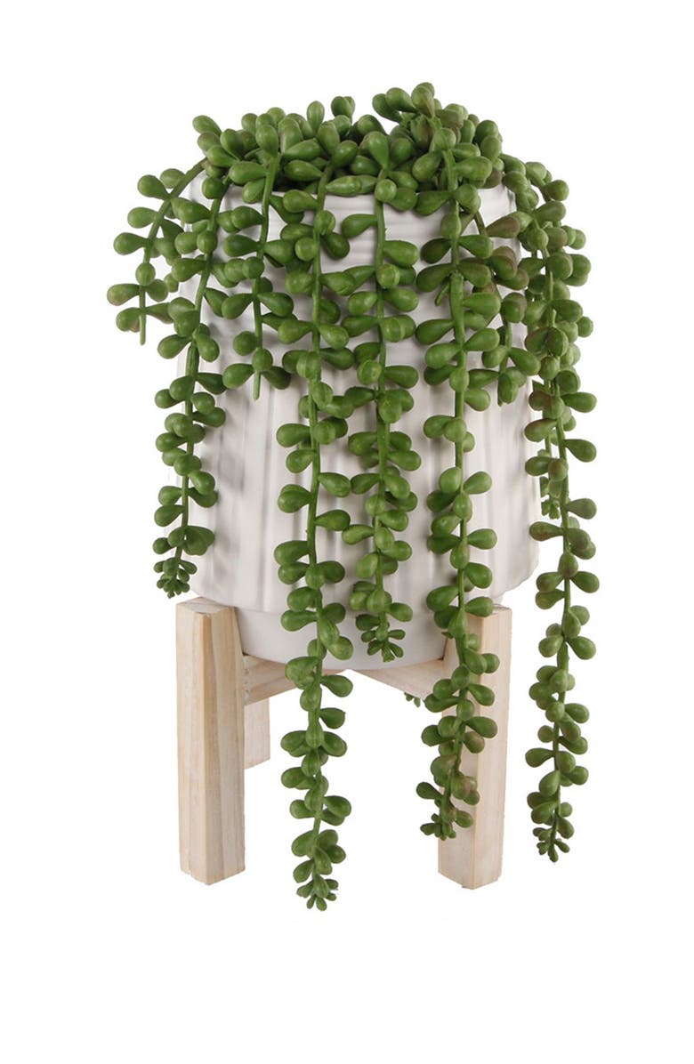 FLORA BUNDA String of Pearls Donkey Tail Ceramic Pot with Wood Stand ...