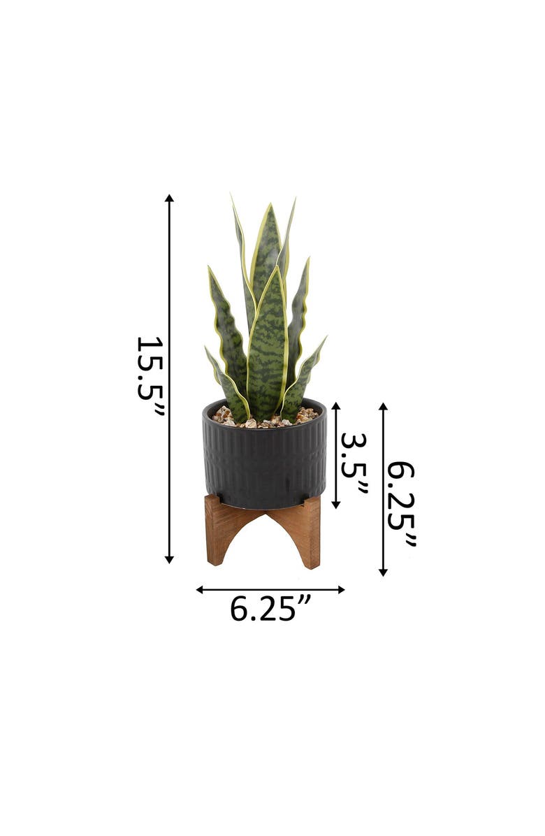 FLORA BUNDA Snake Plant Romam Ceramic Planter on Stand | Nordstromrack