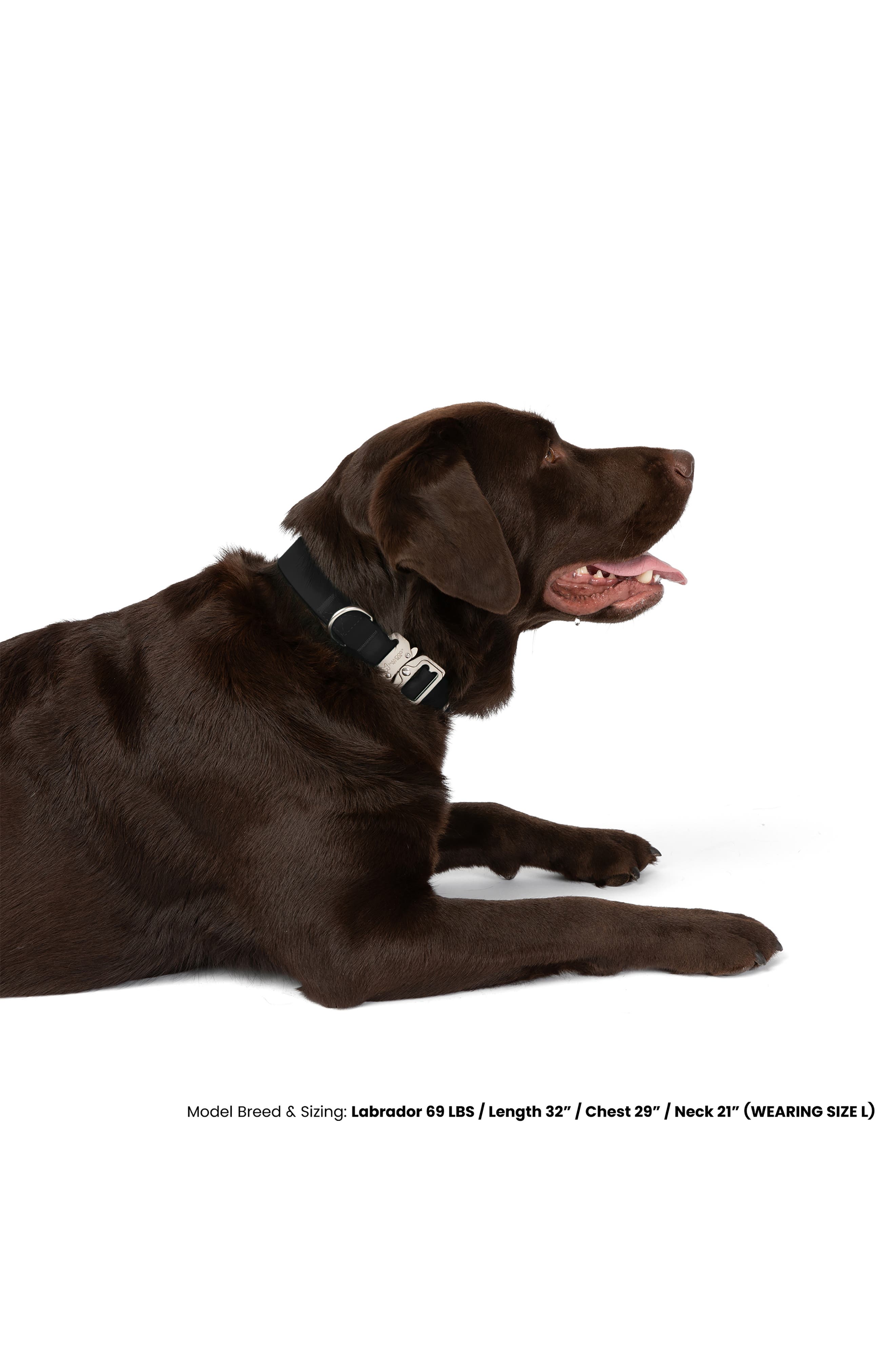 Nandog Pet Gear Waterproof Poly-Flex Sport Dog Collar | Nordstrom