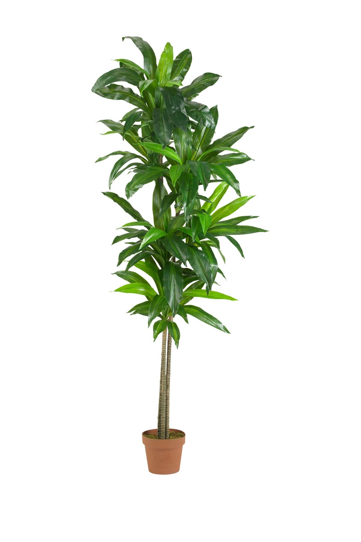 NEARLY NATURAL 6" Dracaena Silk Plant - Real Touch - Green | Nordstromrack