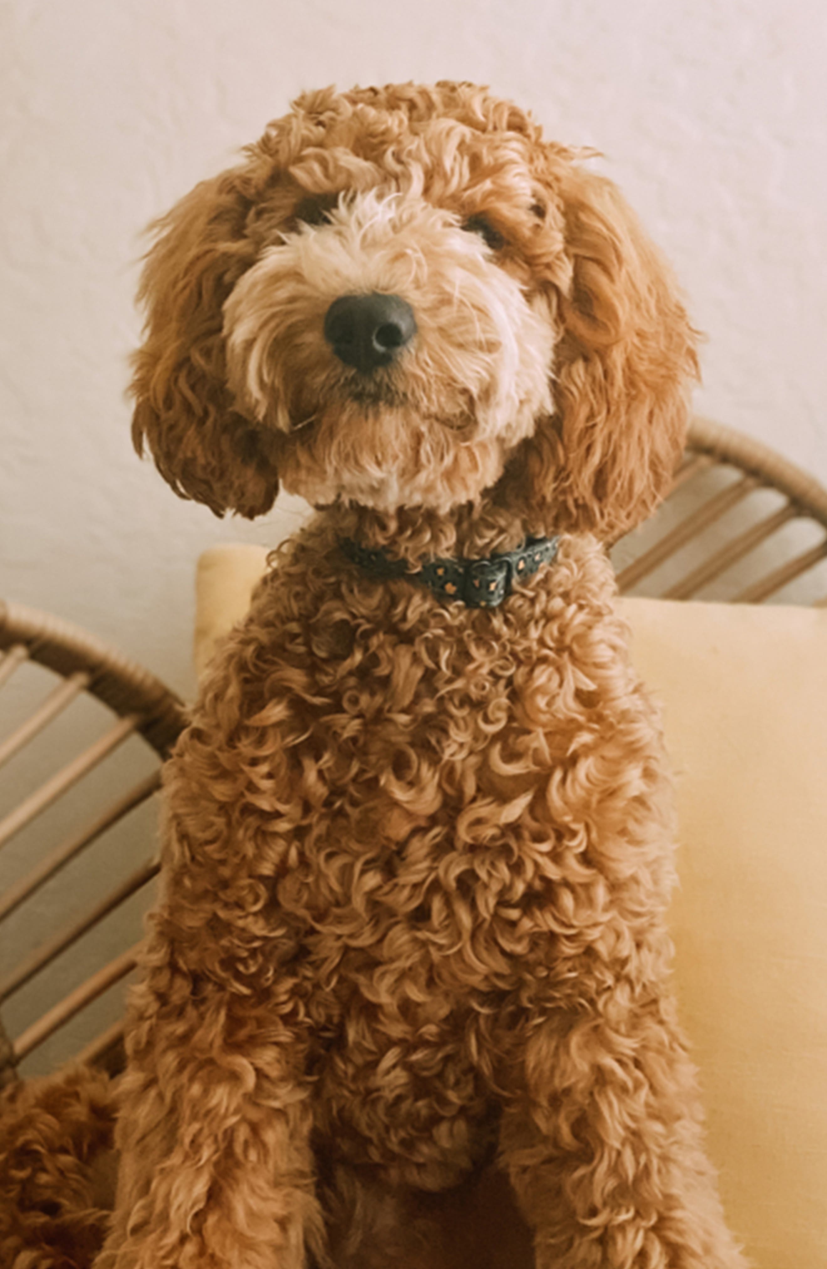 Lucy & Co. Let's Adventure Collar | Nordstrom