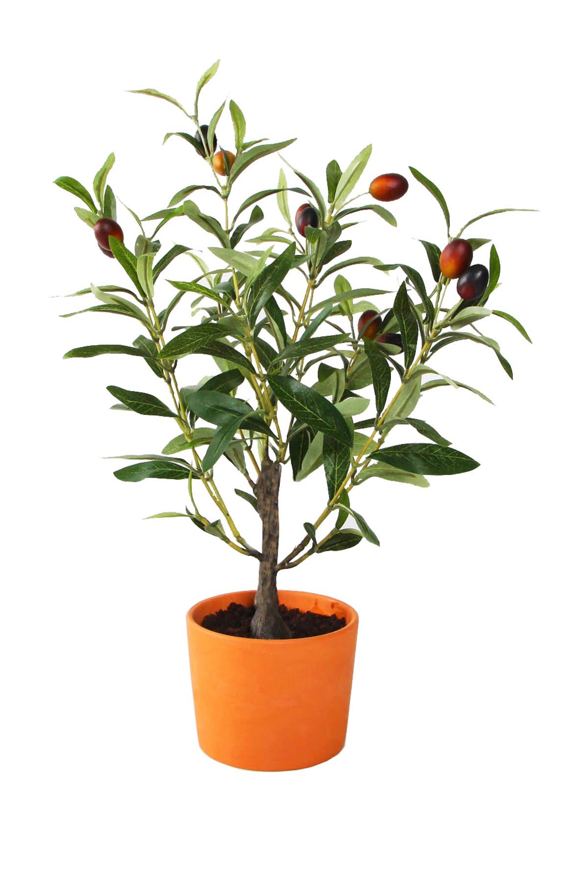 FLORA BUNDA Orange Terracotta 18" Olive Tree in 4.5" Clay Pot ...